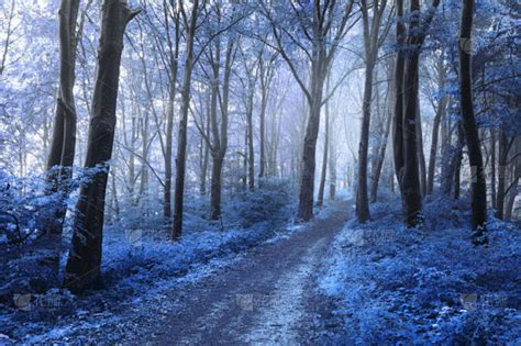 灵性森林蓝色冷叶子低饱和度水平画幅无人超现实主义的针叶树