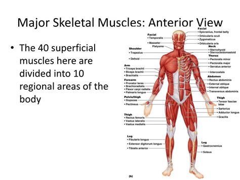 Ppt Interactions Of Skeletal Muscles Powerpoint Presentation Free