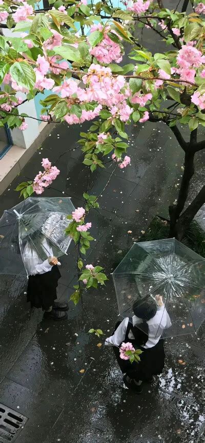 落叶 落花 树影 高清图片堆糖美图壁纸兴趣社区