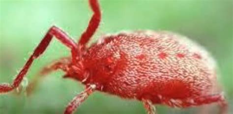 What Attracts Chiggers Do Chiggers Stay In Your Bed