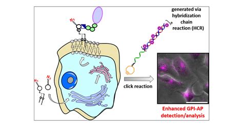 Sensitive Method To Analyze Cell Surface Gpi Anchored Proteins Using Dna Hybridization Chain