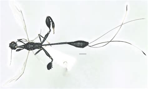 Foenatopus Weii Sp N Holotype Female Dorsal Habitus Scale Bar 1