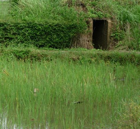 My Lai Massacre Site
