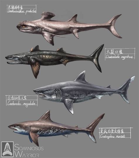 Prehistoric Sharks By Kookaburrasurvivor On Deviantart Prehistoric