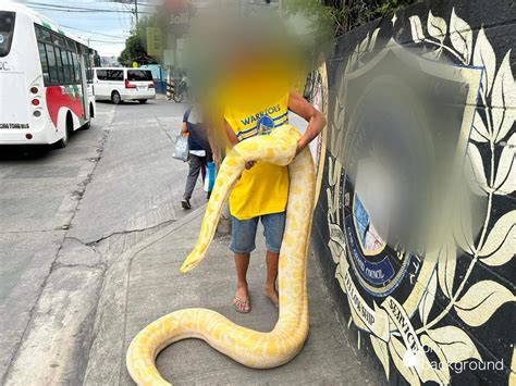 Cebu Daily Newscast Python In Mandaue 4 M Long Snake Gets Attention