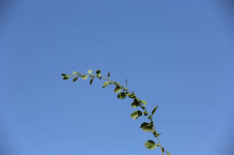 Cocculus Pendulus Eflora Of India