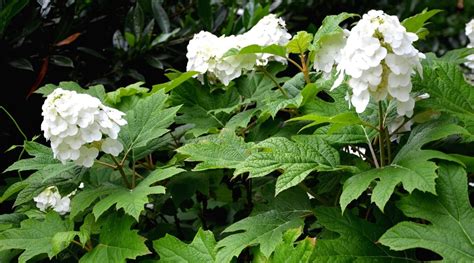 How Big Will Hydrangeas Grow When Fully Mature