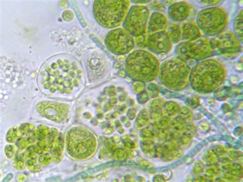 Botryococcus Sudeticus Algae Delicate Moss