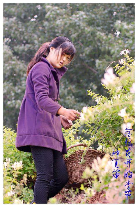 金银花开的季节摄影图片流峪镇人像摄影 碎玉笛 太平洋电脑网摄影部落