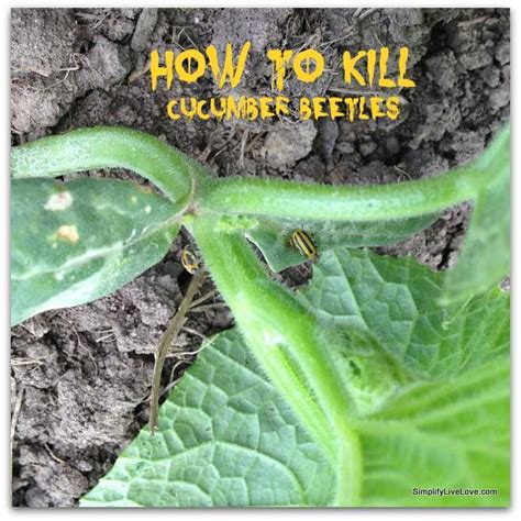 How To Kill Cucumber Beetles Organic Methods That Work Simplify Live Love