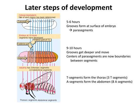 Ppt Pattern Formation In Drosophila Powerpoint Presentation Free