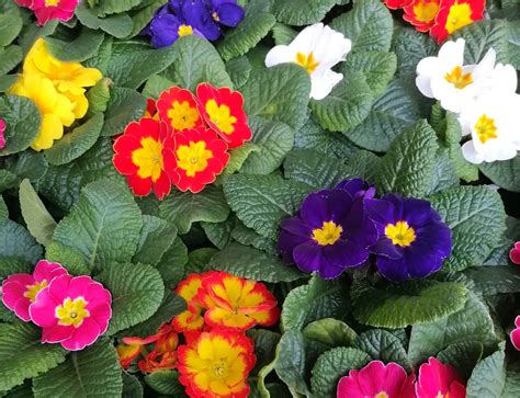 Овощен и декоративен разсадник Фантазия Разсадник Профил в Localstore Bg