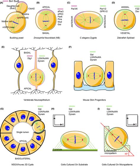 Frequently Used Models For Studying Spindle Orientation In Vivo And In