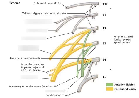 Lumbar Plexus Diagram Quizlet