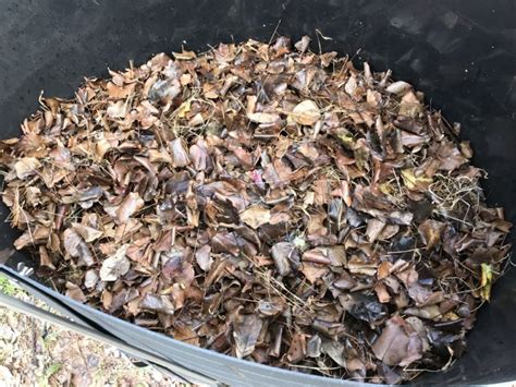Happy New Year Quit Lollygagging And Start Composting Crazy About