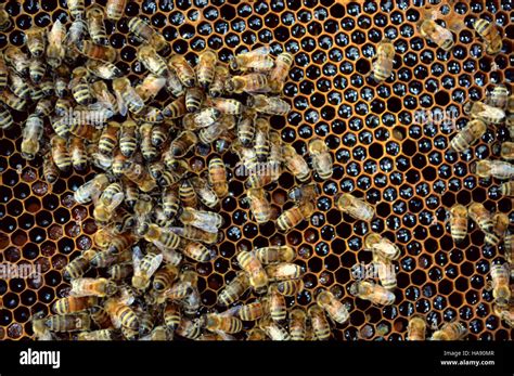Honey Bees Play A Crucial Role In Pollination Within National Parks
