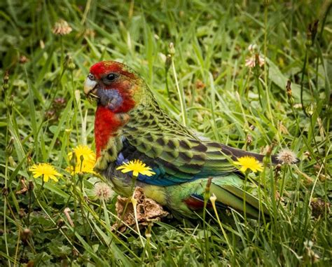 Eastern Rosella Care Sheet Birds Coo