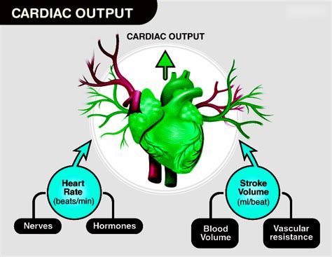 Understanding Cardiac Output Definition Calculation Measurement And More
