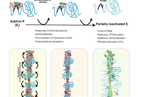 Targeting Microrna Dependent Control Of X Chromosome Inactivation