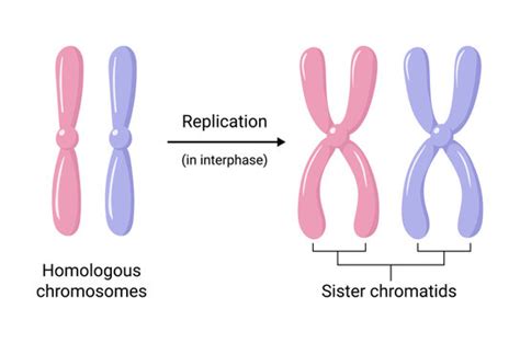 รูปภาพtelomere เลือกดูภาพถ่ายสต็อก เวกเตอร์ และวิดีโอ1 104 Adobe Stock