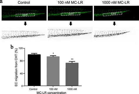 Effects Of Mc Lr On Ec Migration A Ec Migration From Cht At Hpf B Download Scientific