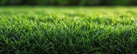 Premium Photo Grass Outside
