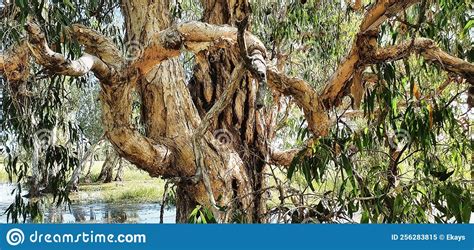 A Photo Of Close Up Of Gum Tree Bark Stock Image Image Of Closeup