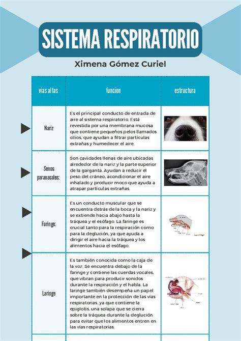 Sistema Respiratorio Está Revestida Por Una Membrana Mucosa Que