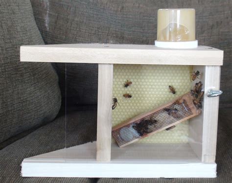 Wtflyme And The Journey Into Bee Venom Therapy Bvt Begins