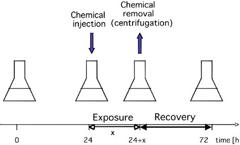 Exposure Protocol For The Assessment Of Pulse Exposure And The