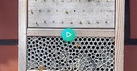 Oh Beehive Album On Imgur