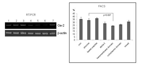 Qa 2 Sirna Reduced Qa 2 Mrna And The Frequency Of Qa 2 Positive Cells