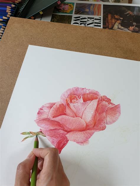 작가되기31 더 세밀하게 그리기 장미 Color Pencil Illustration Flower Sketches Botanical Watercolor