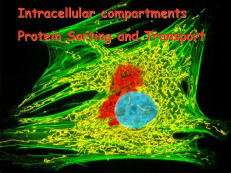 PPT Intracellular Compartments Protein Sorting And Transport