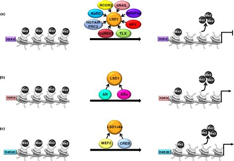 Figure 1 From Expanding The Role Of The Histone Lysine Specific