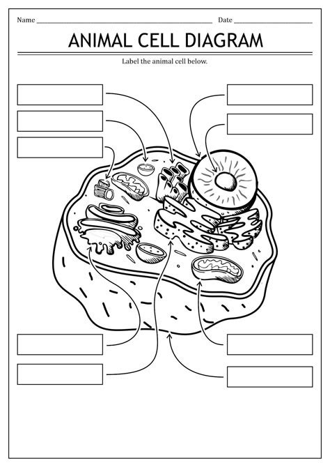 13 Science Worksheets All Cells Biology Classroom Prokaryotic Cell