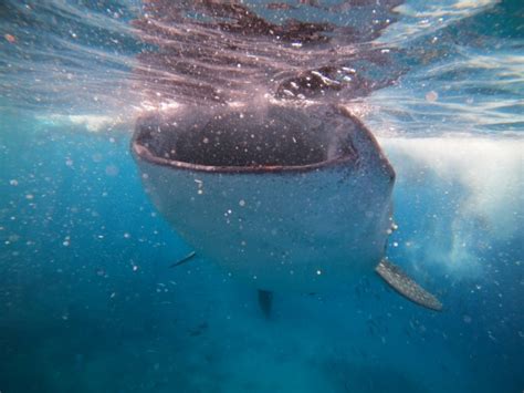 보홀여행 고래상어투어 해상투어 발리카삭 물고기 버진아일랜드 네이버 블로그