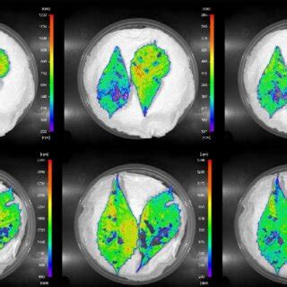 Decreasing Character Of Delayed Fluorescence Of Untreated And