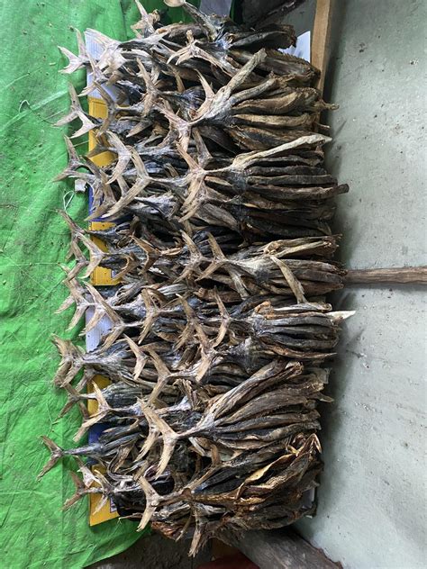 ငါးမဲလုံးကြီး ၁ ပိသာ ၁၀၅၀၀ ကျပ် လက်ကားစျေးရှိပါတယ်ရှင် ☎️☎️☎️09401583396 And သုရတနာ မြိတ်င