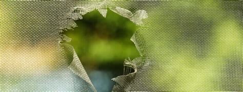 Signs You Need To Repair Or Replace Your Window Screens Vue Window Cleaning