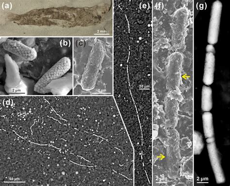 El Descubrimiento De Microfósiles En China De La Biota De Qingjiang De