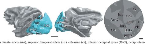 Figure 1 From Visual Areas In Macaque Cortex Measured Using Functional Magnetic Resonance