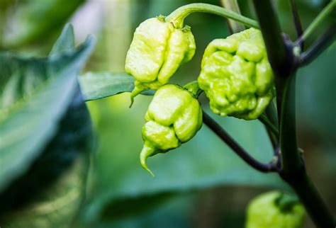 Slavonsko Zlo Bbq Prirodni Ljuti Chili Umak Kolaboracija Sa Chefom