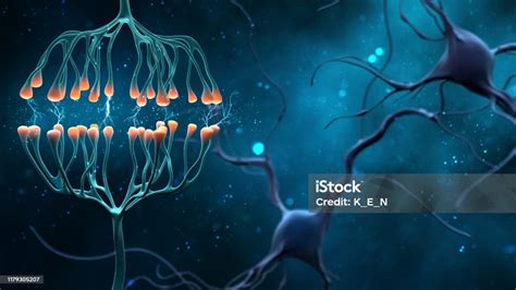 전기 화학 신호를 보내는 시냅스 및 뉴런 세포 파란색 배경에 디지털 시냅스 그림 감각 지각에 대한 스톡 사진 및 기타 이미지 감각 지각 신경세포 연결 Istock