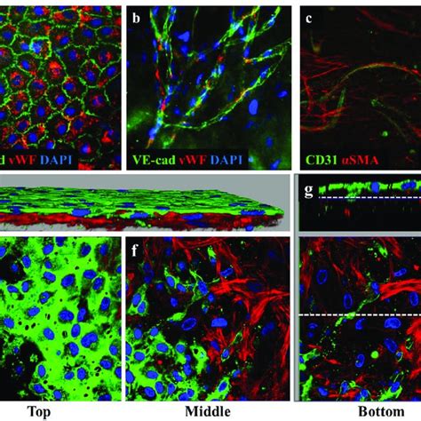 Characterisation Of Endothelium Capillaries And Pericyte Like Cells In