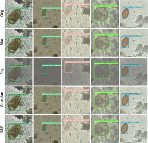 Figure 1 From A Robust Ensemble Model For Parasitic Egg Detection And Classification Semantic