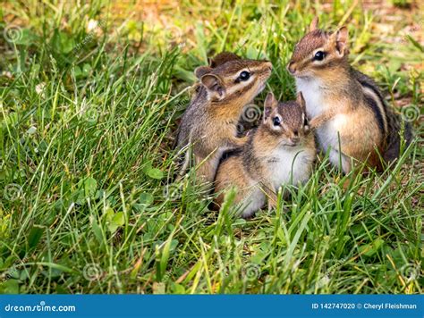 Cute Eastern Chipmunk