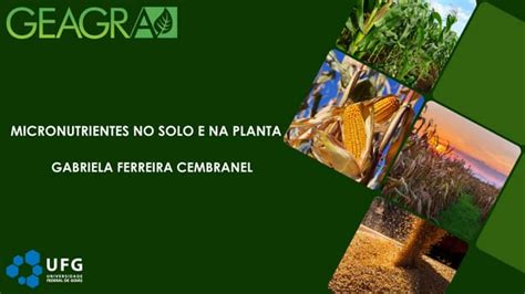 Micronutrientes No Solo E Na Planta De Milho Pptx