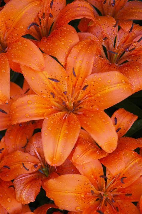 Tiger Lily Wallpapers Top Free Tiger Lily Backgrounds Wallpaperaccess