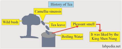 Myths About Tea And Herbal Tea